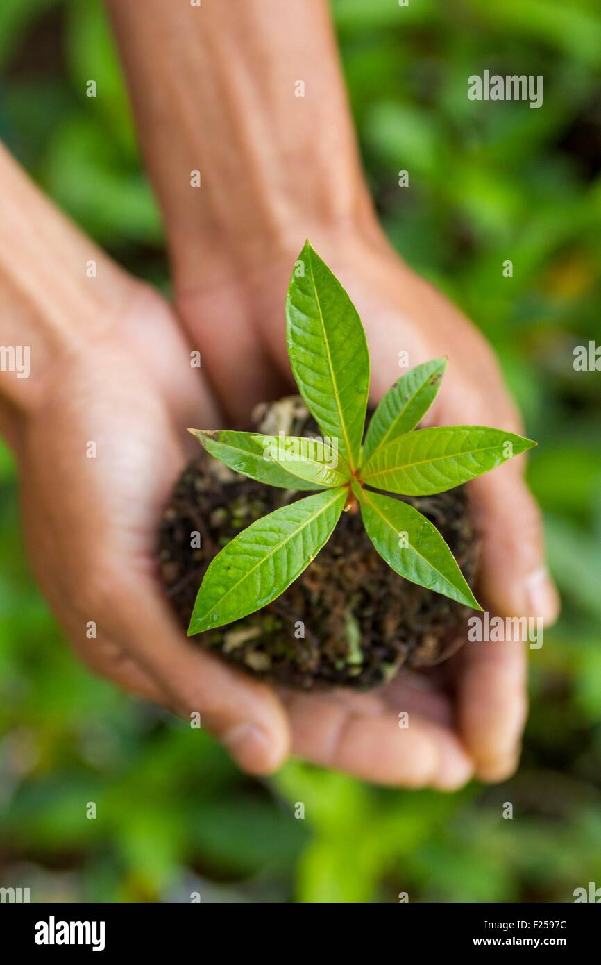 Indonesia, Sunda islands, Lombok, WWF New Trees Project, villager ...