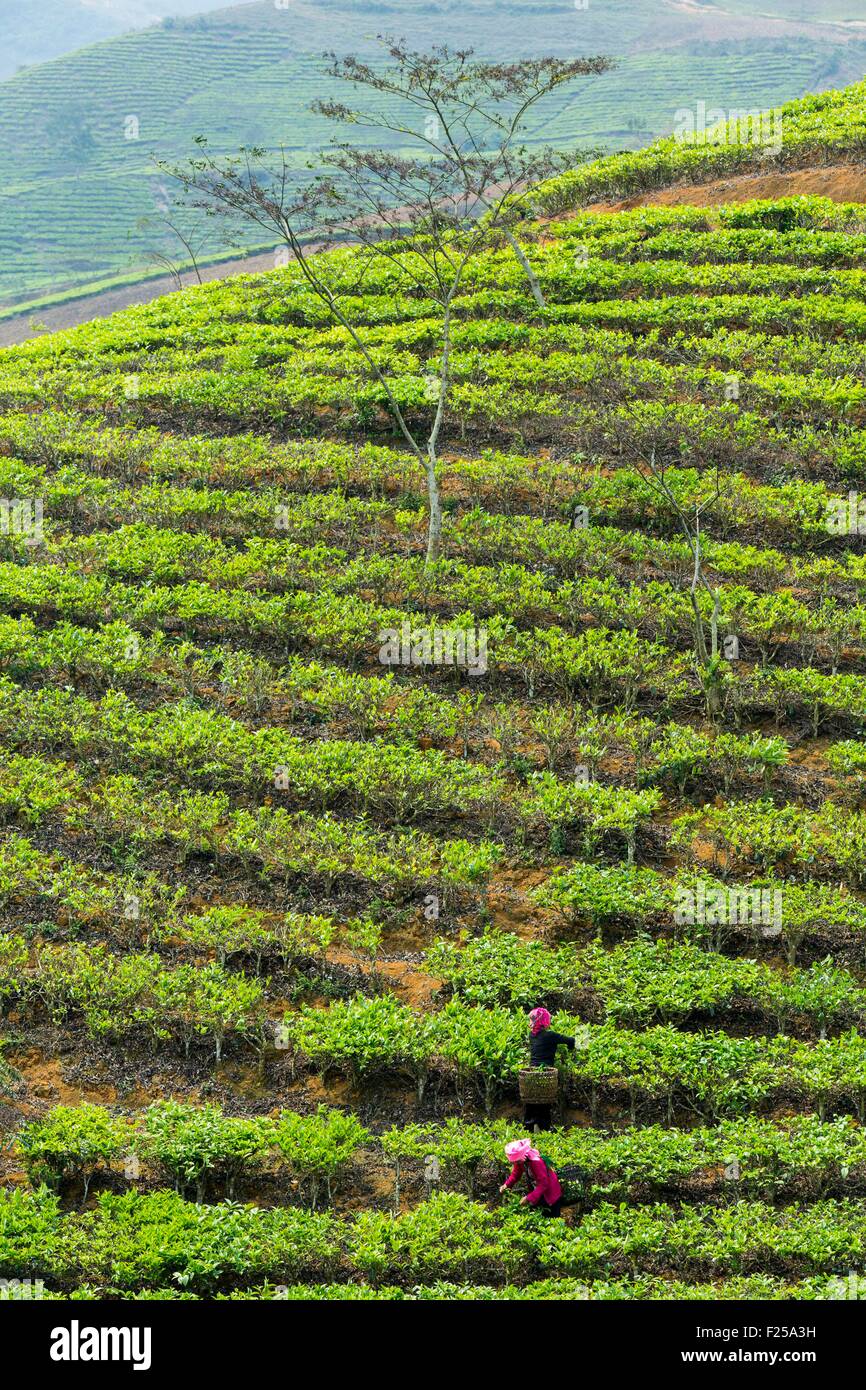 Vietnam, Yen Bai province, Van Chan District, Gia Hoi, tea plantations ...