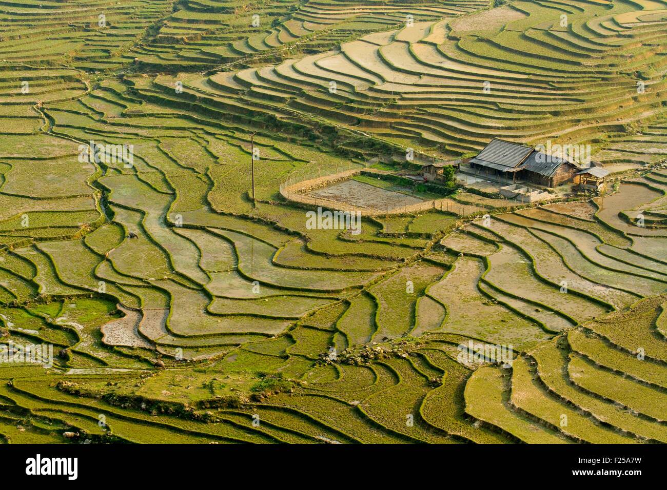 Vietnam, Yen Bai province, Mu Cang Chai District, La Pan Tan, paddy ...