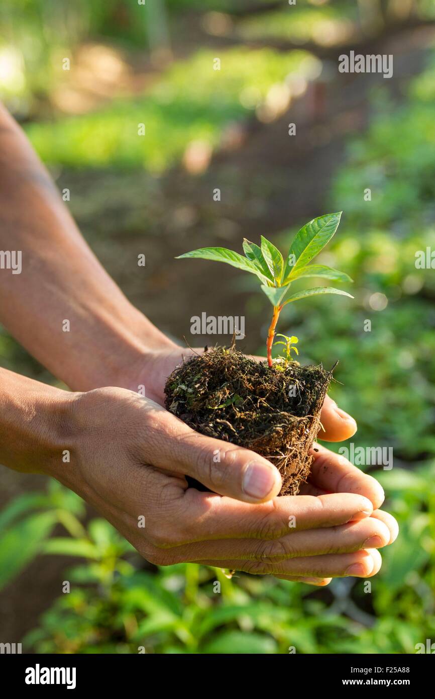 Indonesia, Sunda islands, Lombok, WWF New Trees Project, villager ...