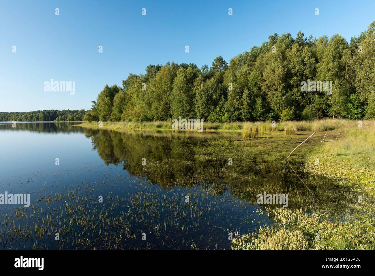 Paimpont hi-res stock photography and images - Alamy