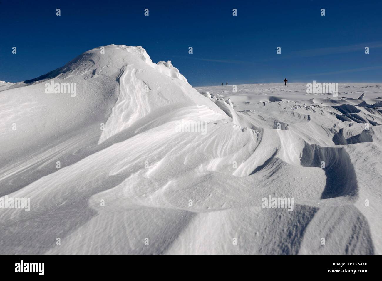 France, Haut Rhin, Hautes Vosges, Le Hohneck, skier hiking, snow blown ...