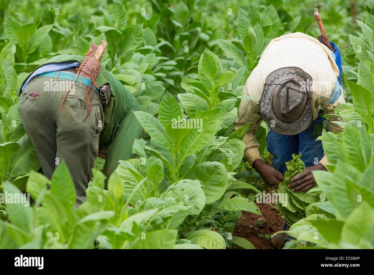 Cuba, Pinar del Rio province, Vinales, Vinales valley, Vinales National ...