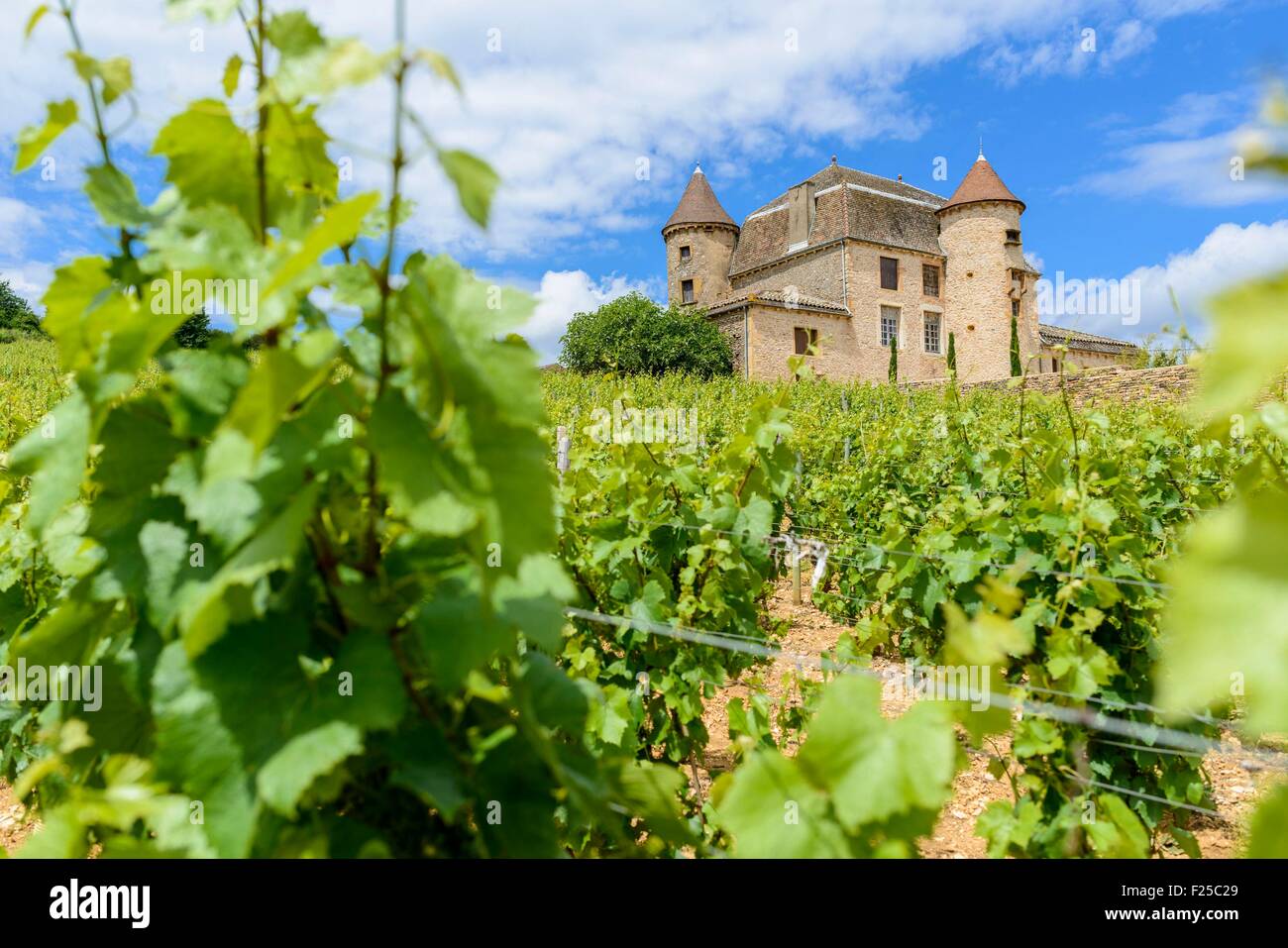 France, Saone et Loire, Maconnais vineyard, Solutre Pouilly, hamlet of ...