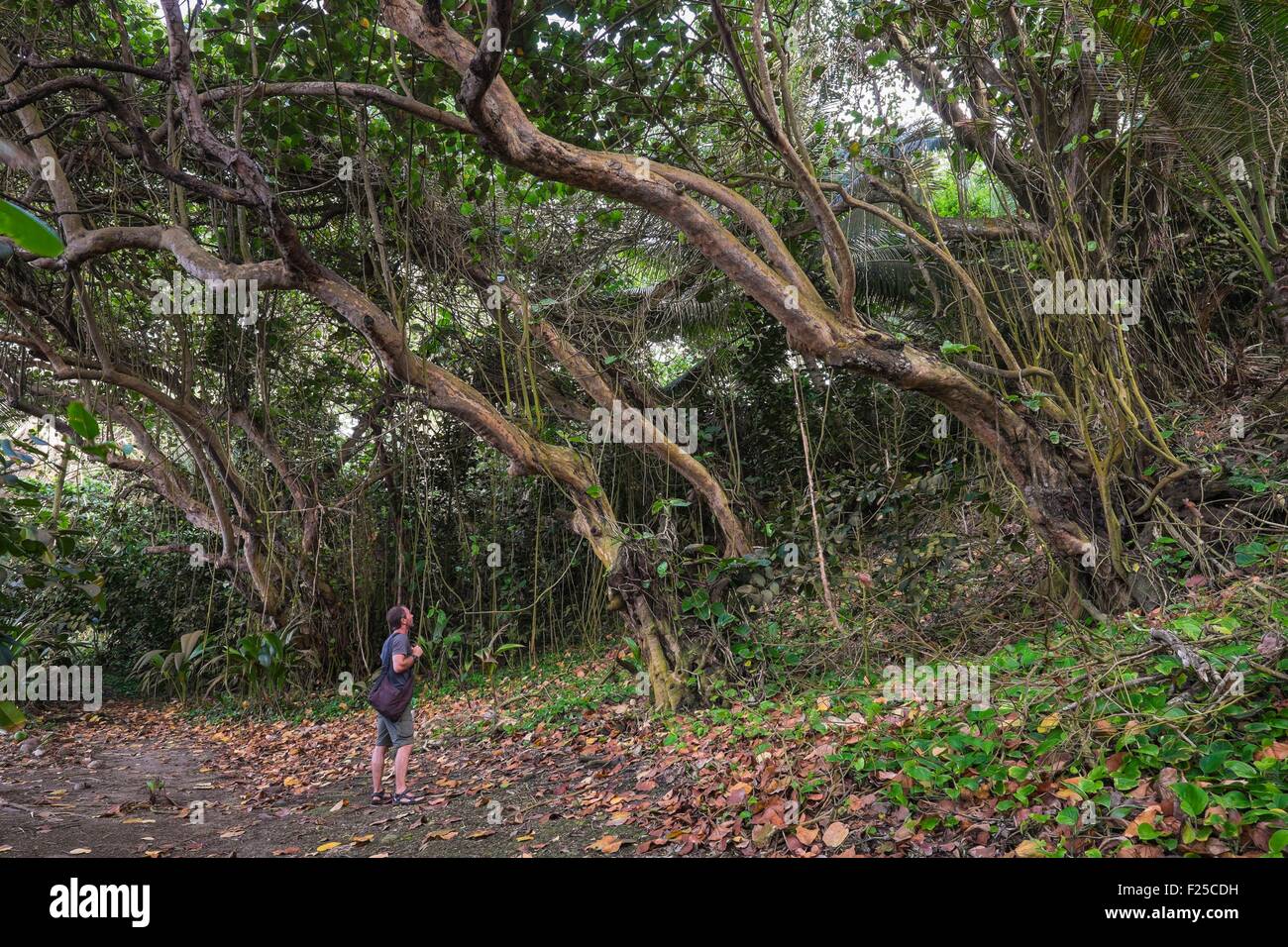 Basse Pointe, Martinique Stock Photos & Basse Pointe, Martinique Stock ...