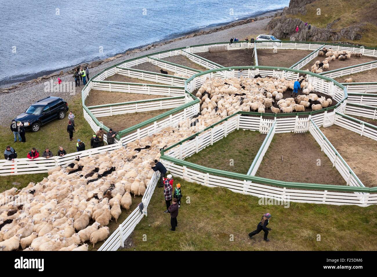 Iceland, Vatnsnes, Sauthadalsa, Fall Gathering beachfront sheep, Sheep ...