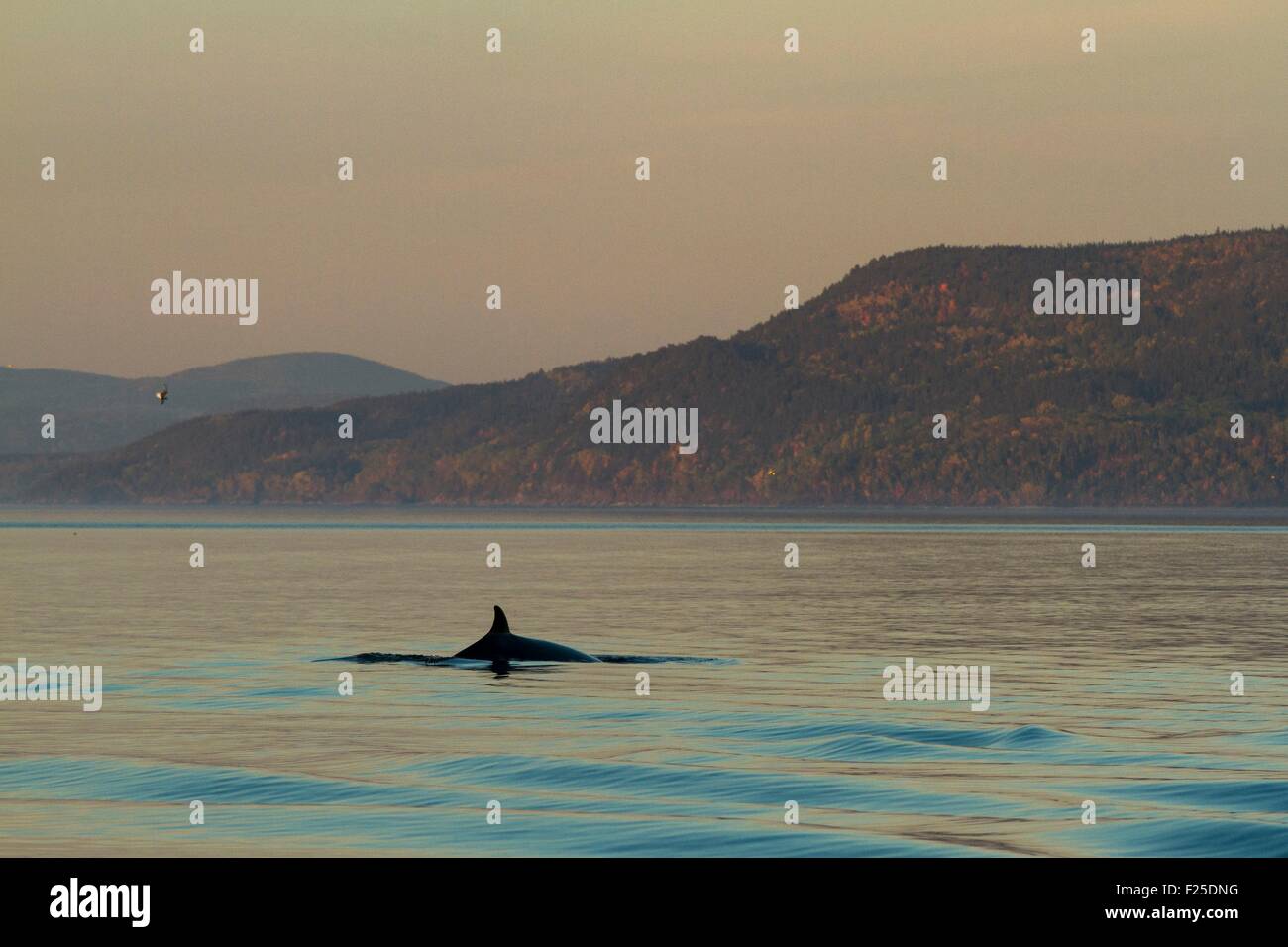 Manicouagan river hi-res stock photography and images - Alamy