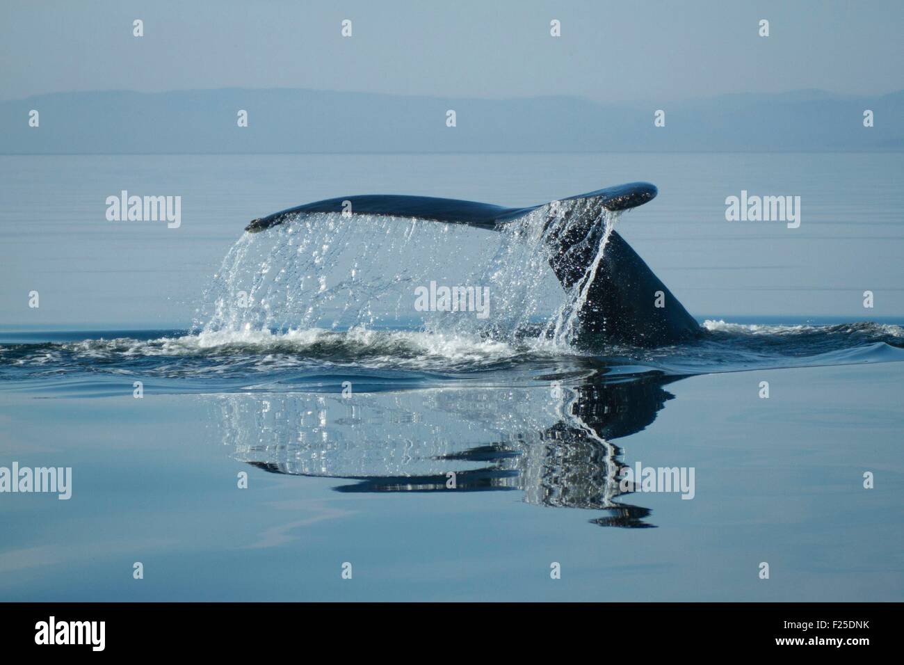 Canada, Quebec province, Manicouagan, Saint Laurent River, Tail of ...