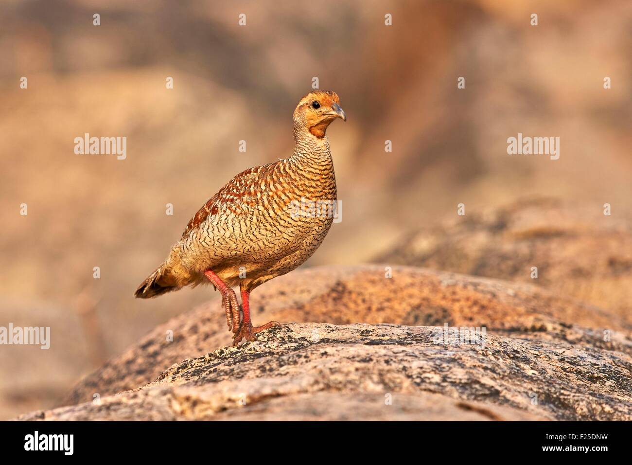 Asia, India, Karnataka, Sandur Mountain Range, Grey francolin (formerly ...