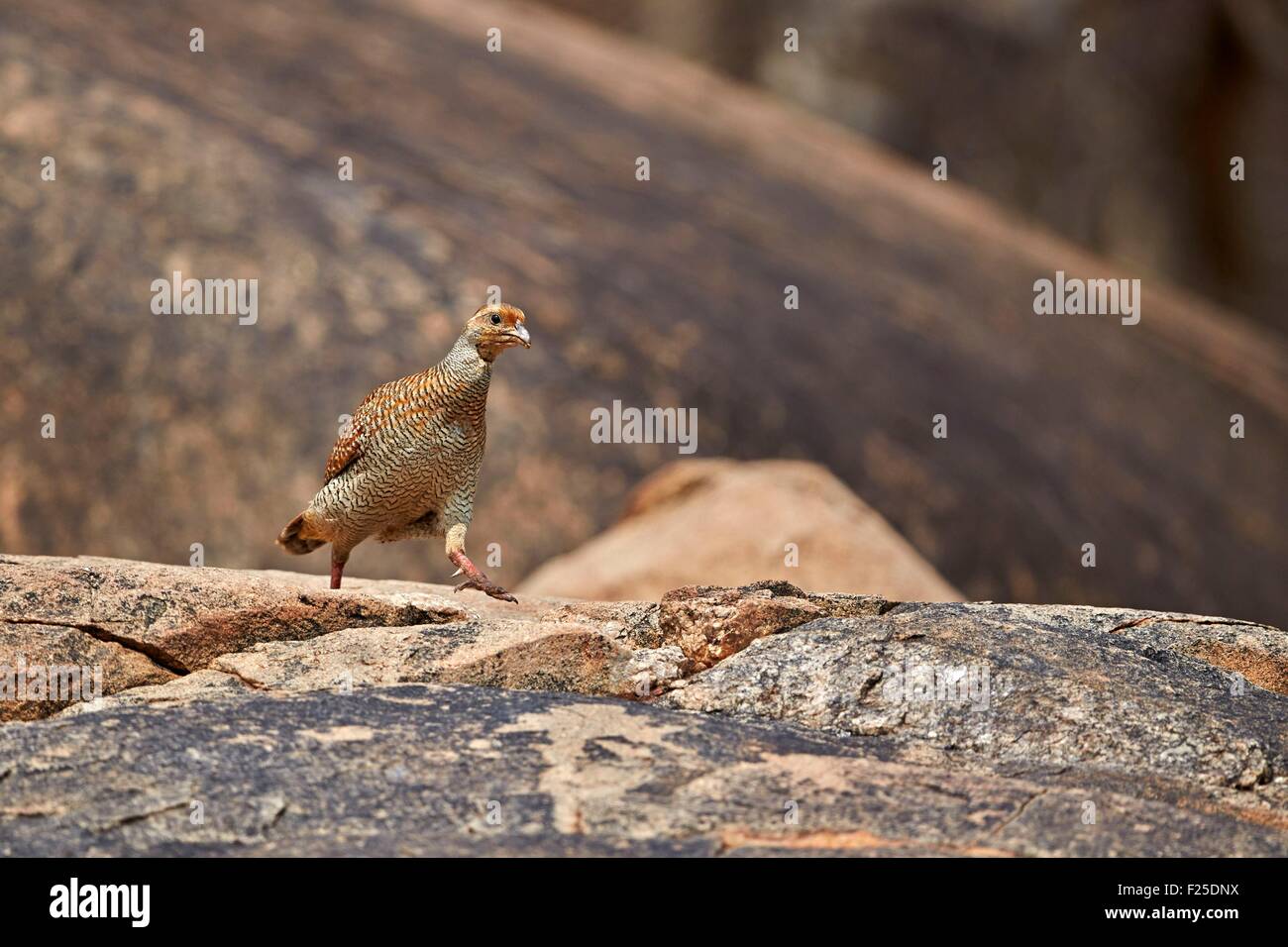 Asia, India, Karnataka, Sandur Mountain Range, Grey francolin (formerly ...