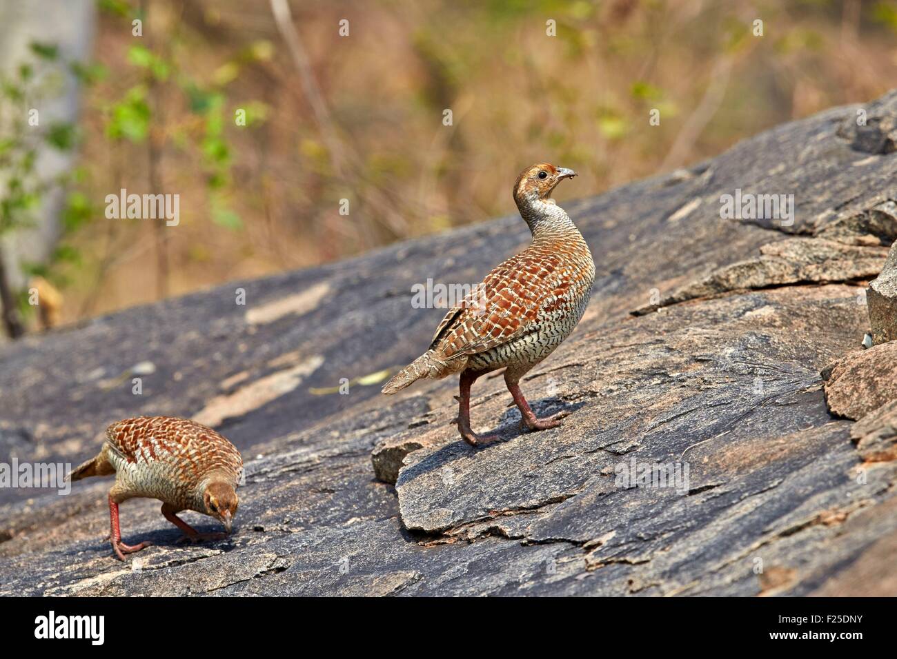Asia, India, Karnataka, Sandur Mountain Range, Grey francolin (formerly ...