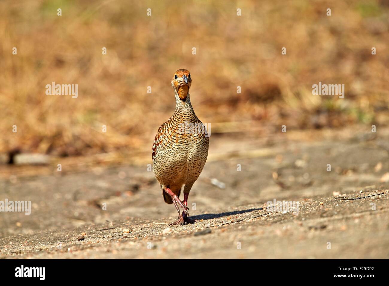 Asia, India, Karnataka, Sandur Mountain Range, Grey francolin (formerly ...