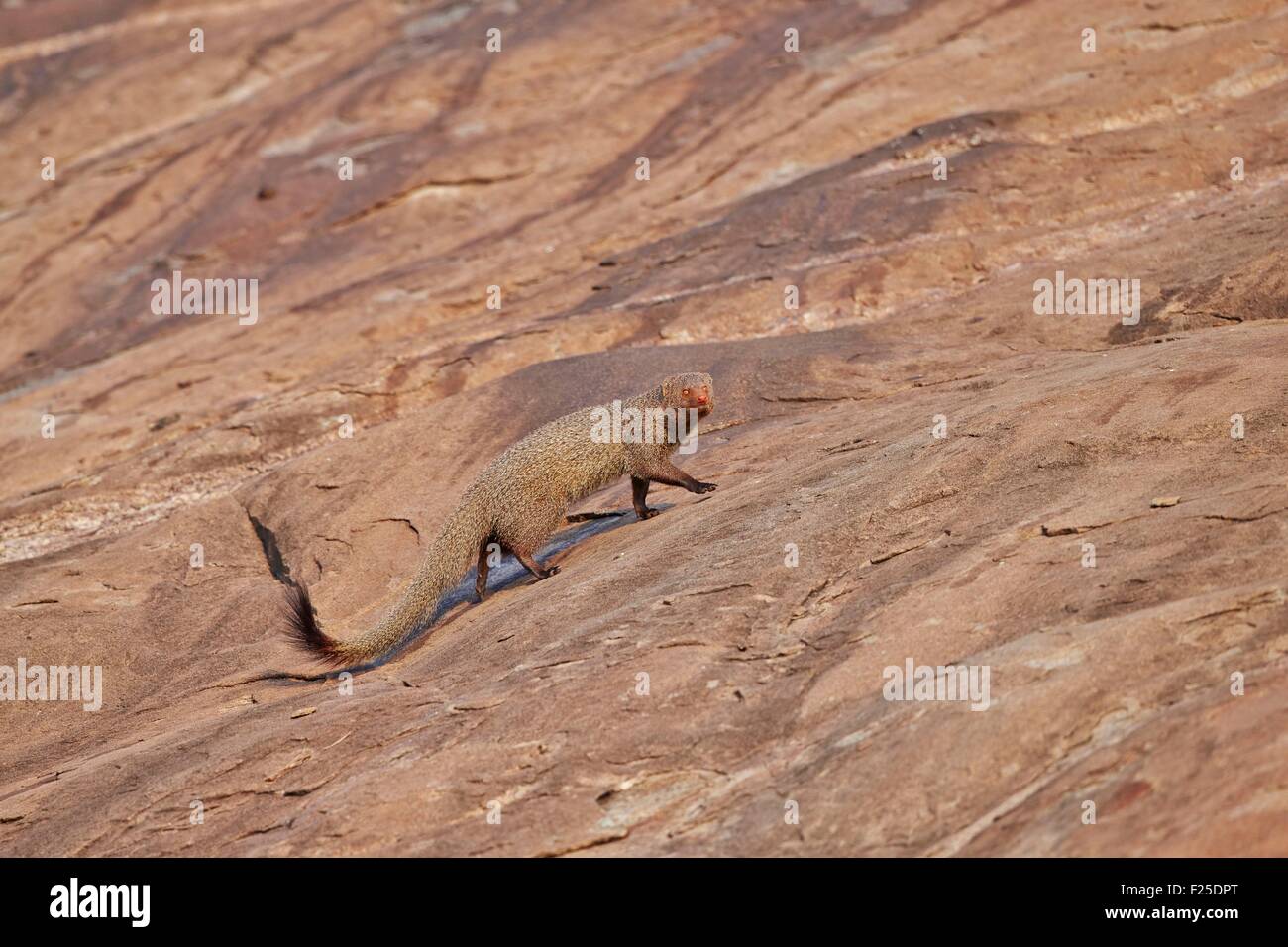 Mongoose of india hi-res stock photography and images - Alamy