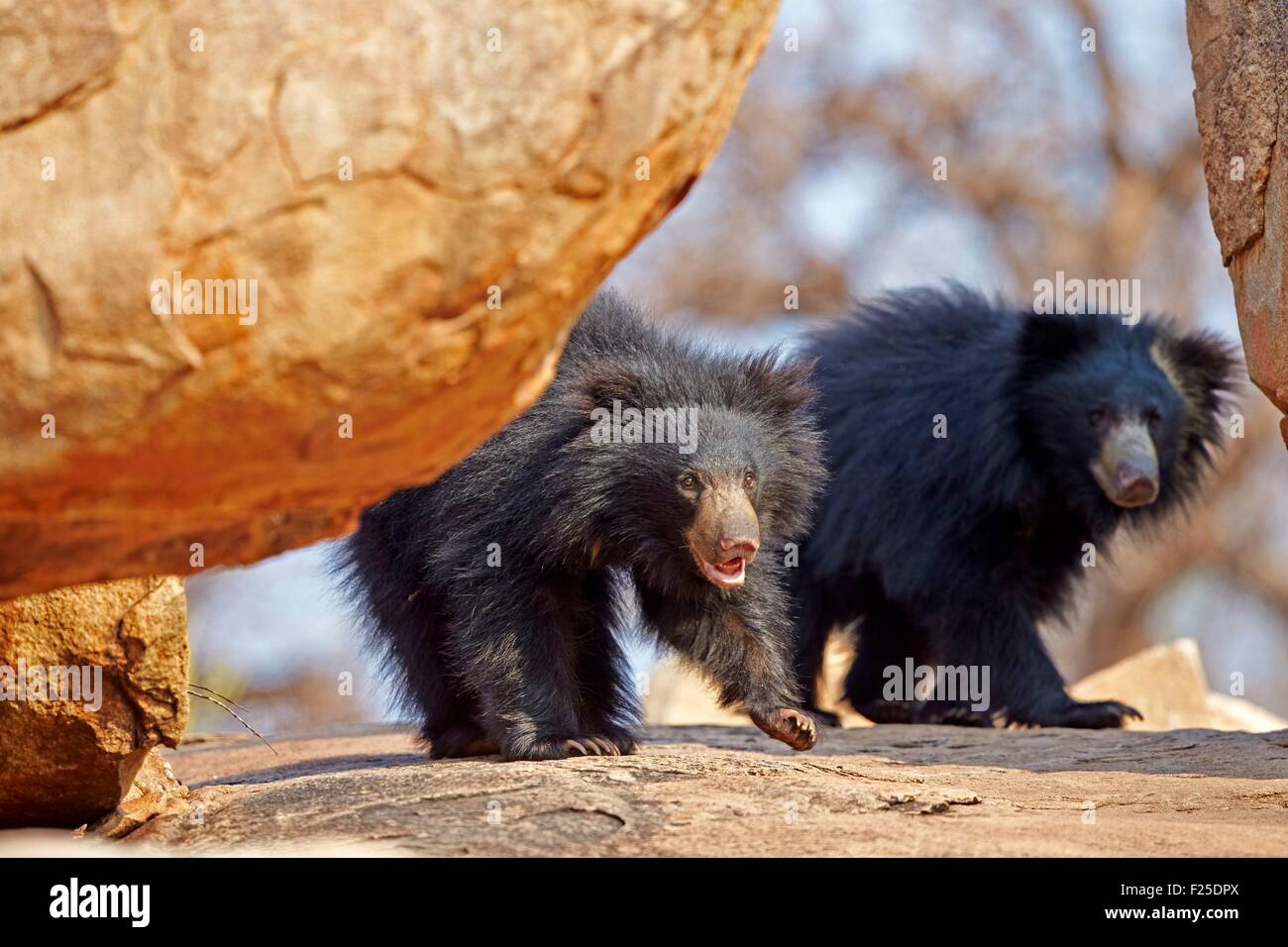 Sloth bear hi-res stock photography and images - Alamy