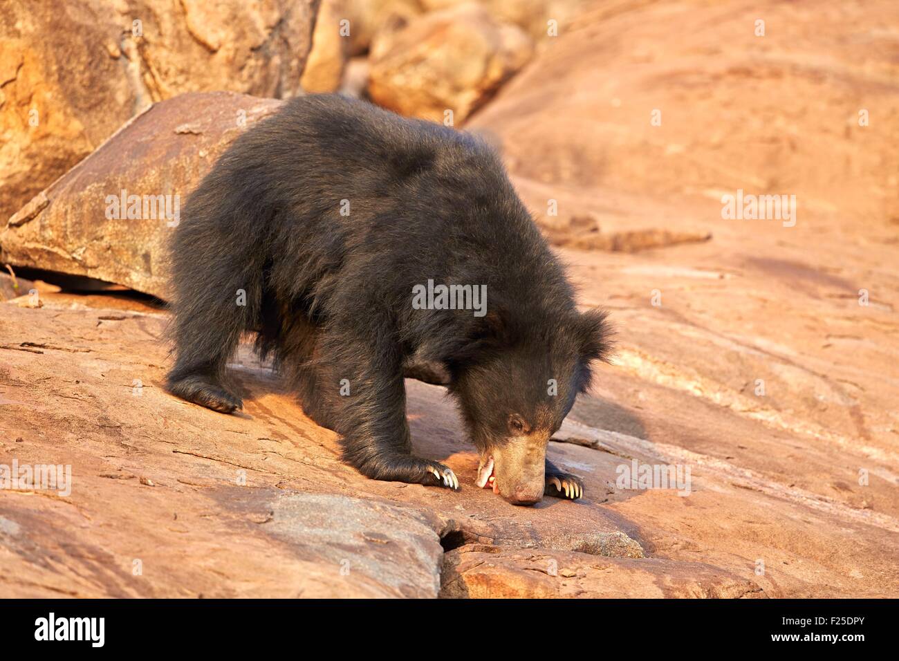 Asia, India, Karnataka, Sandur Mountain Range, Sloth bear (Melursus ...