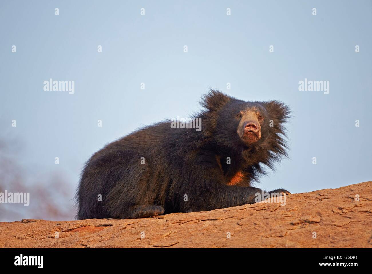 Sloth bear hi-res stock photography and images - Alamy