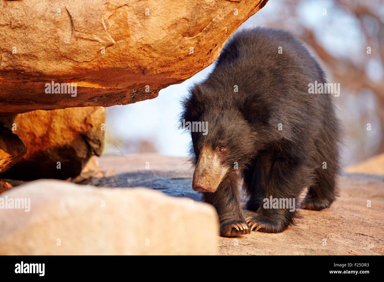 Asia, India, Karnataka, Sandur Mountain Range, Sloth bear (Melursus ...