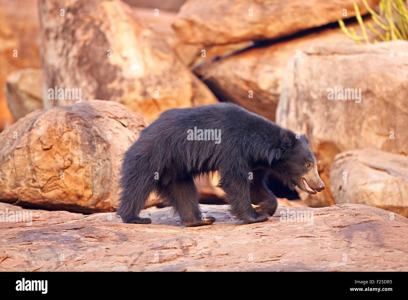 Asia, India, Karnataka, Sandur Mountain Range, Sloth bear (Melursus ...