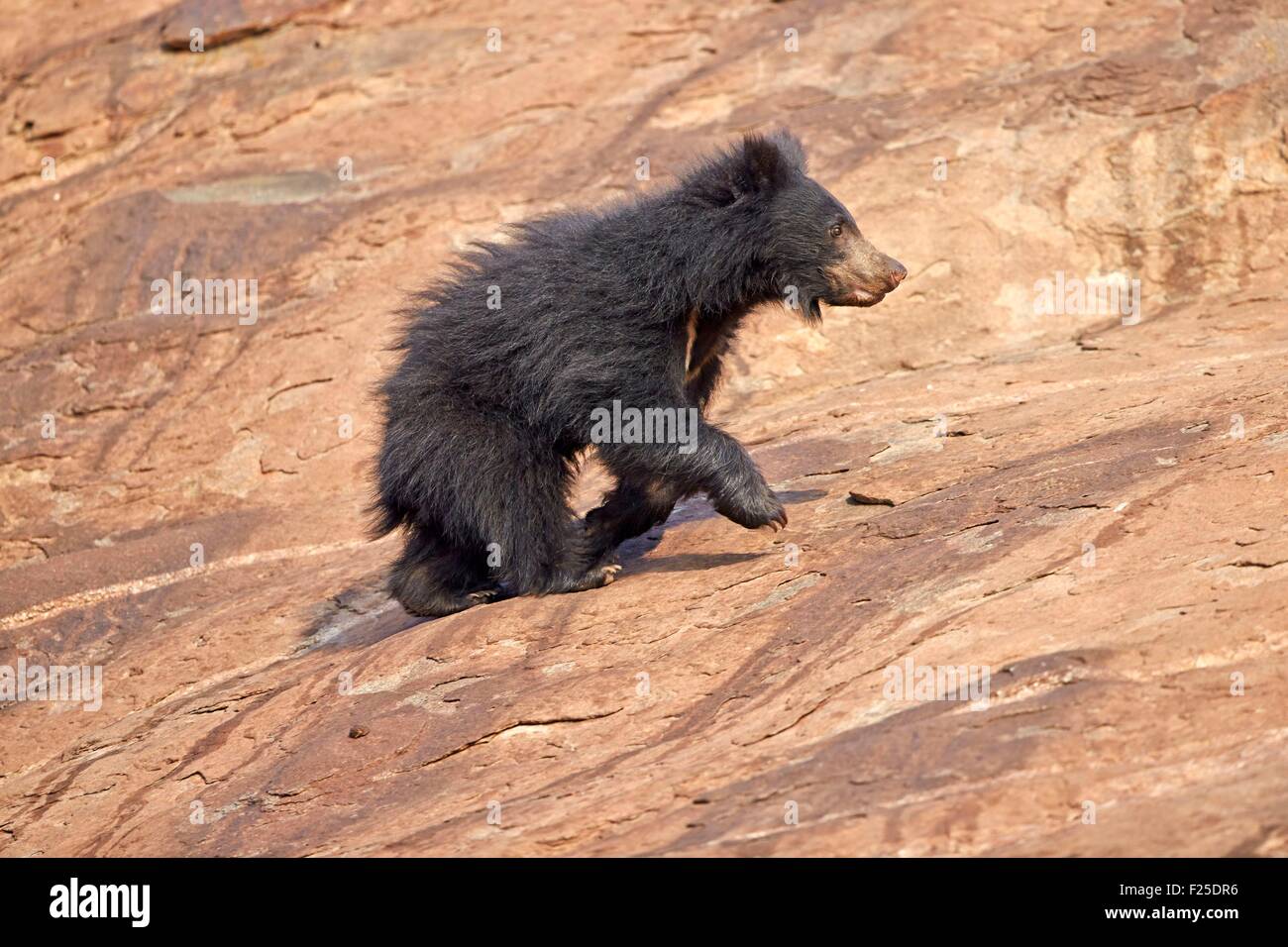 Asia, India, Karnataka, Sandur Mountain Range, Sloth bear (Melursus ...