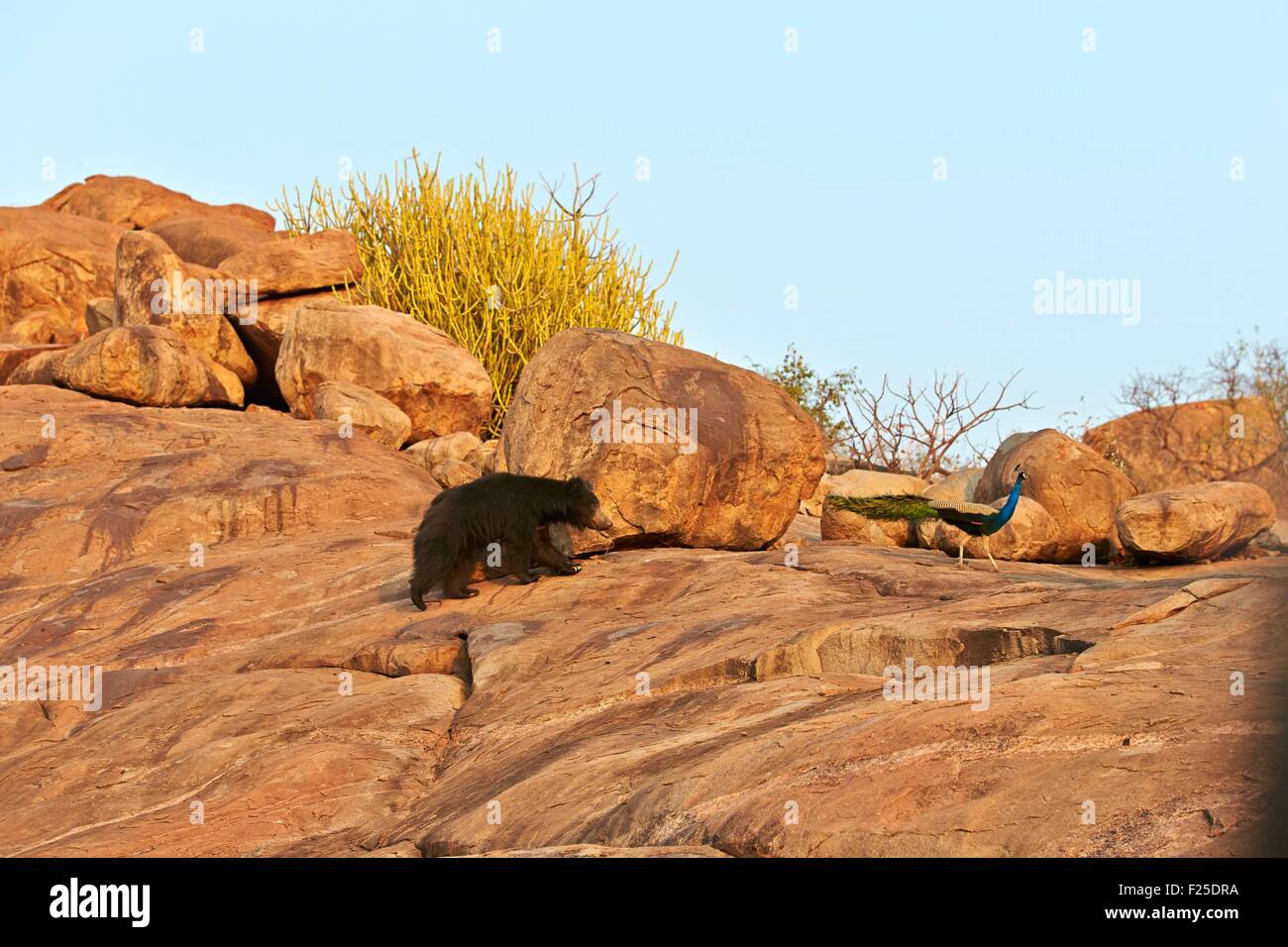 Asia, India, Karnataka, Sandur Mountain Range, Sloth bear (Melursus ...
