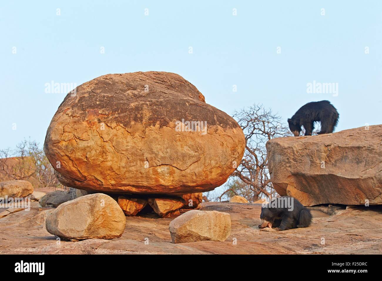 Bear species range hi-res stock photography and images - Alamy