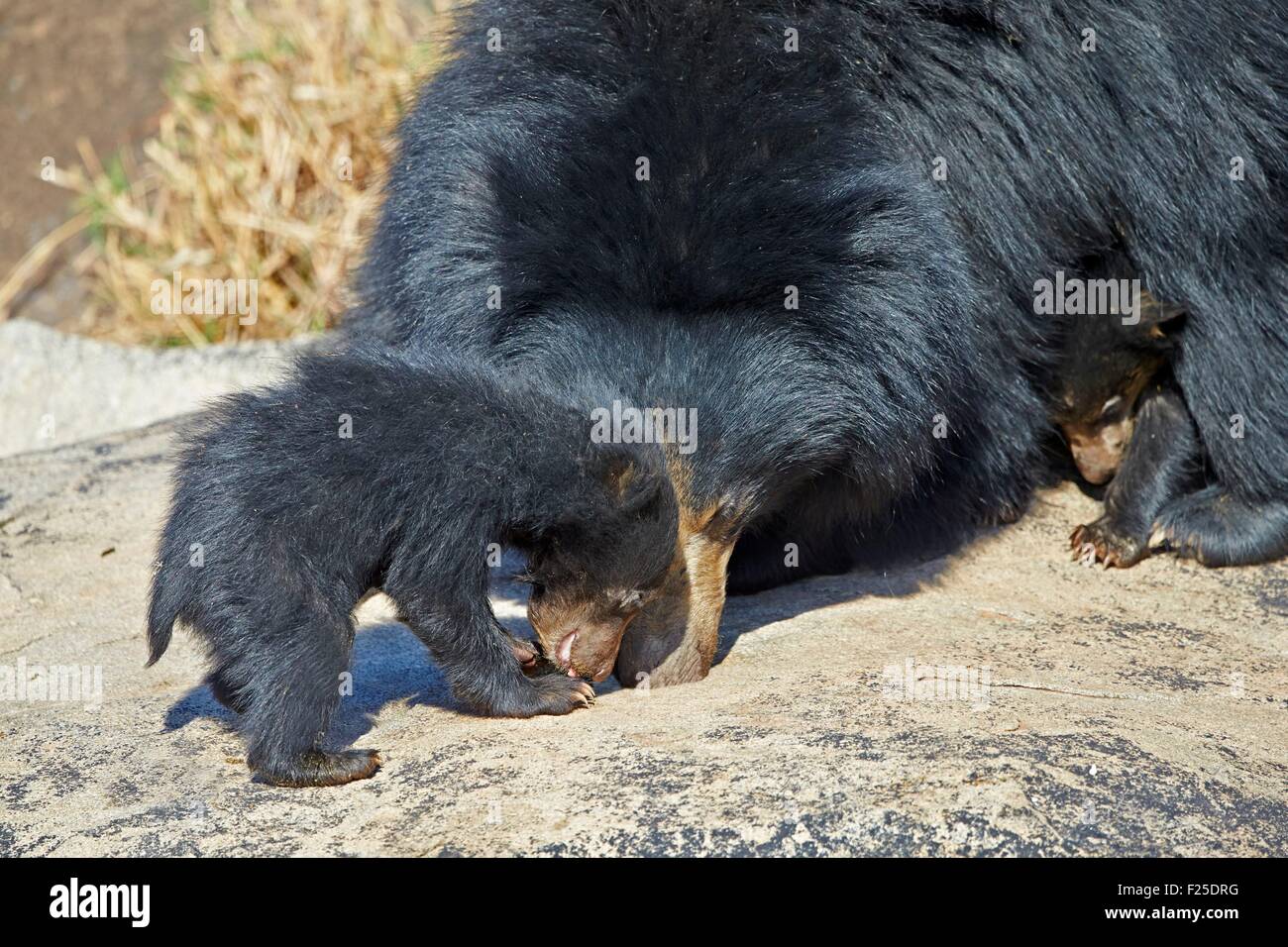 Asia, India, Karnataka, Sandur Mountain Range, Sloth bear (Melursus ...