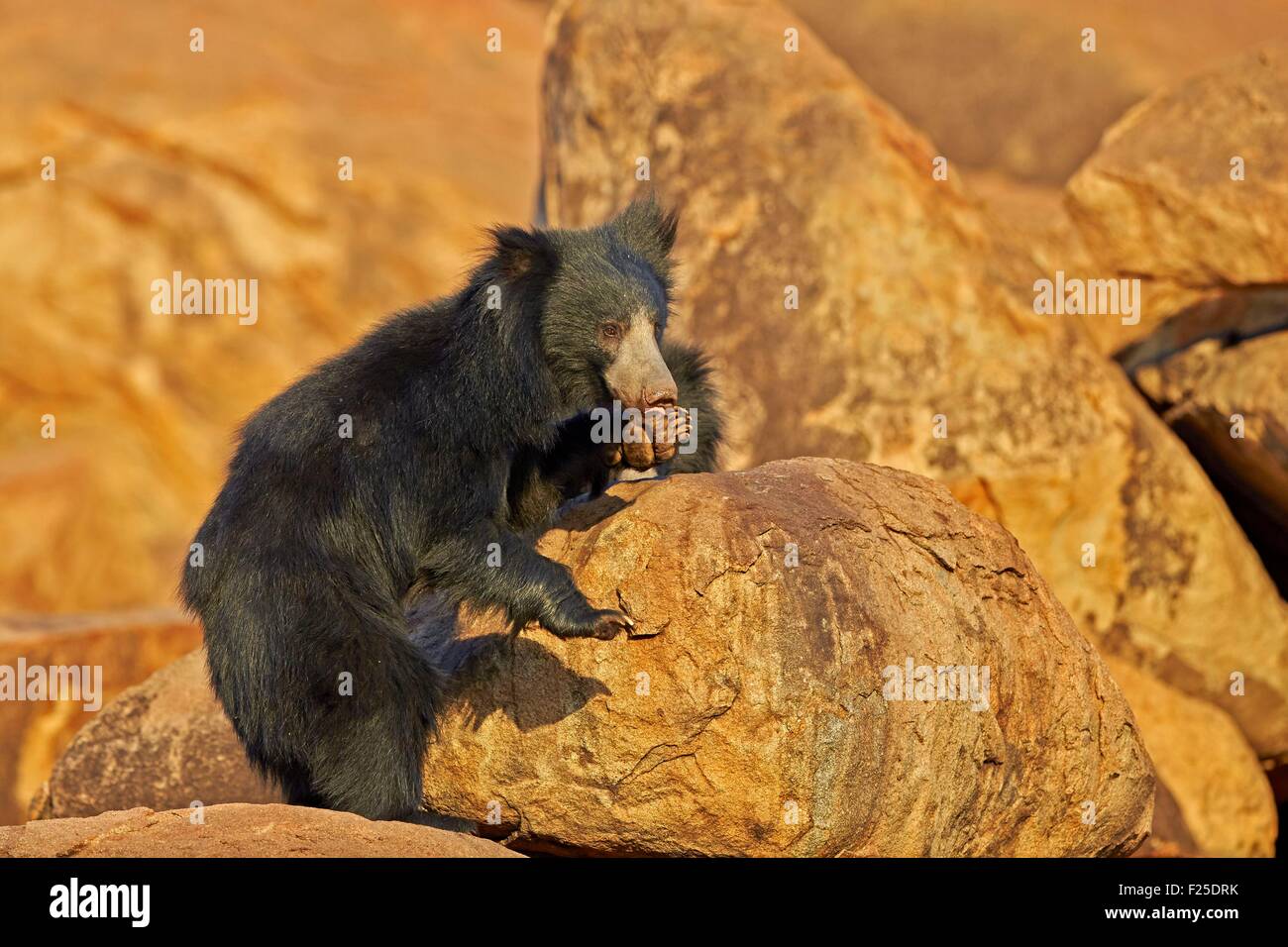 Asia, India, Karnataka, Sandur Mountain Range, Sloth bear (Melursus ...