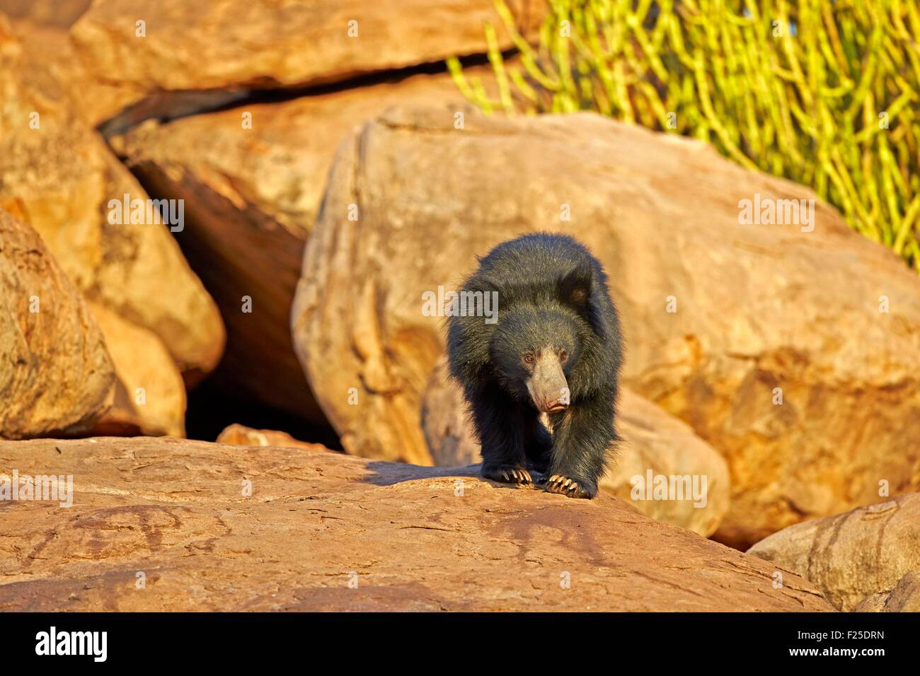 Asia, India, Karnataka, Sandur Mountain Range, Sloth bear (Melursus ...