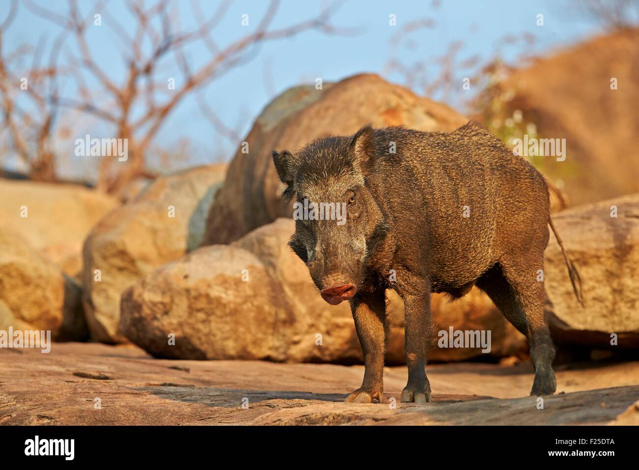 Asia, India, Karnataka, Sandur Mountain Range, Wild boar or wild pig ...