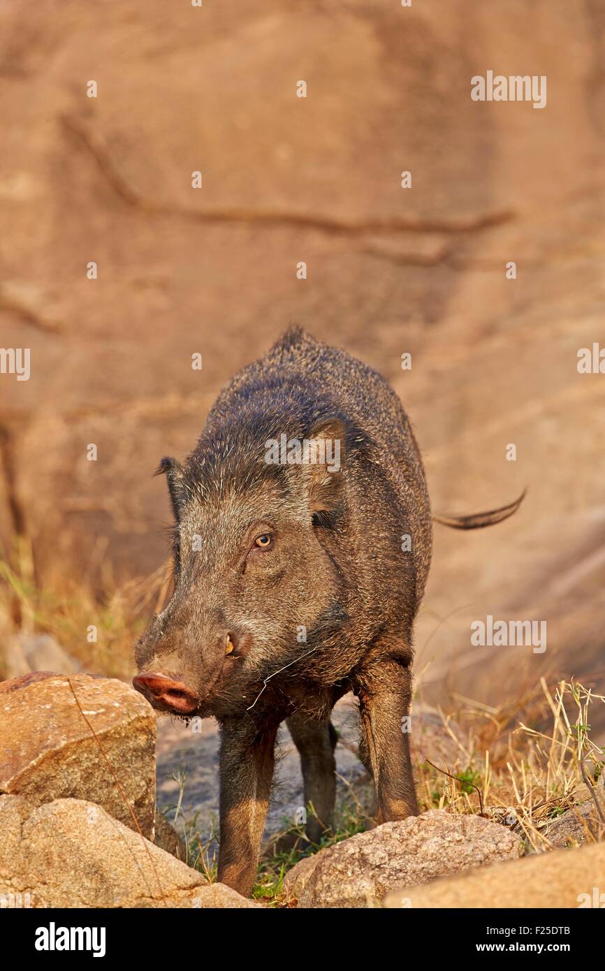 Sus scrofa affinis hi-res stock photography and images - Alamy