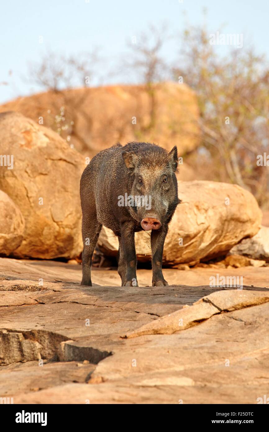 Indian wild pig hi-res stock photography and images - Alamy