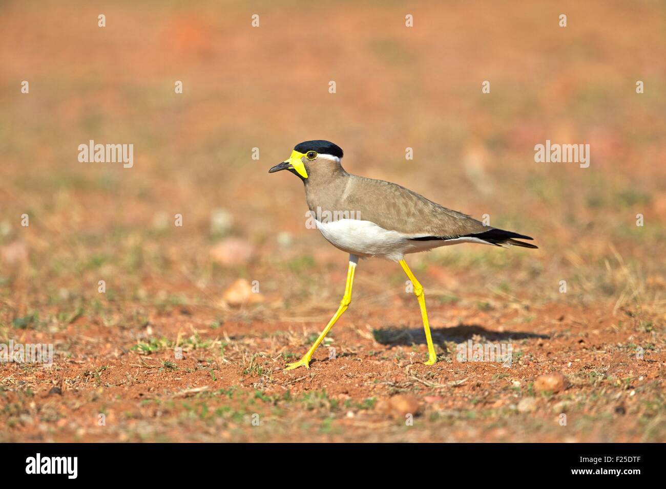 Asia, India, Karnataka, Sandur Mountain Range, Yellow-wattled lapwing ...