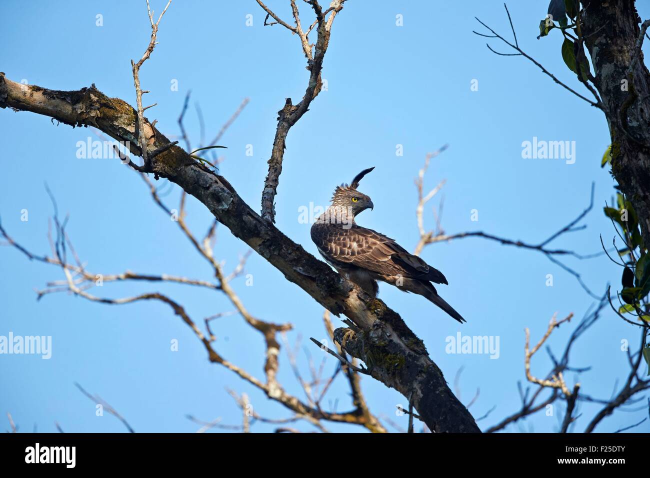 India, Tamil Nadu state, Anaimalai Mountain Range (Nilgiri hills ...