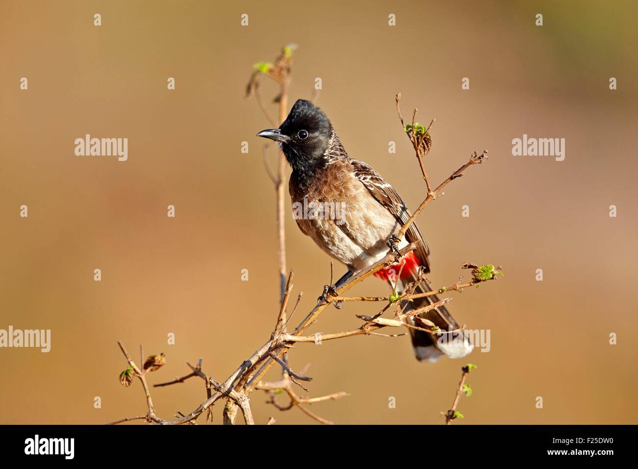 Karnataka state bird hi-res stock photography and images - Alamy