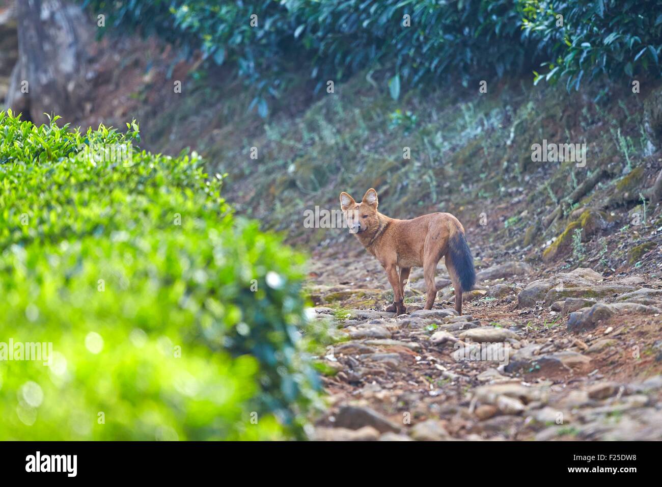 India, Tamil Nadu state, Anaimalai Mountain Range (Nilgiri hills ...