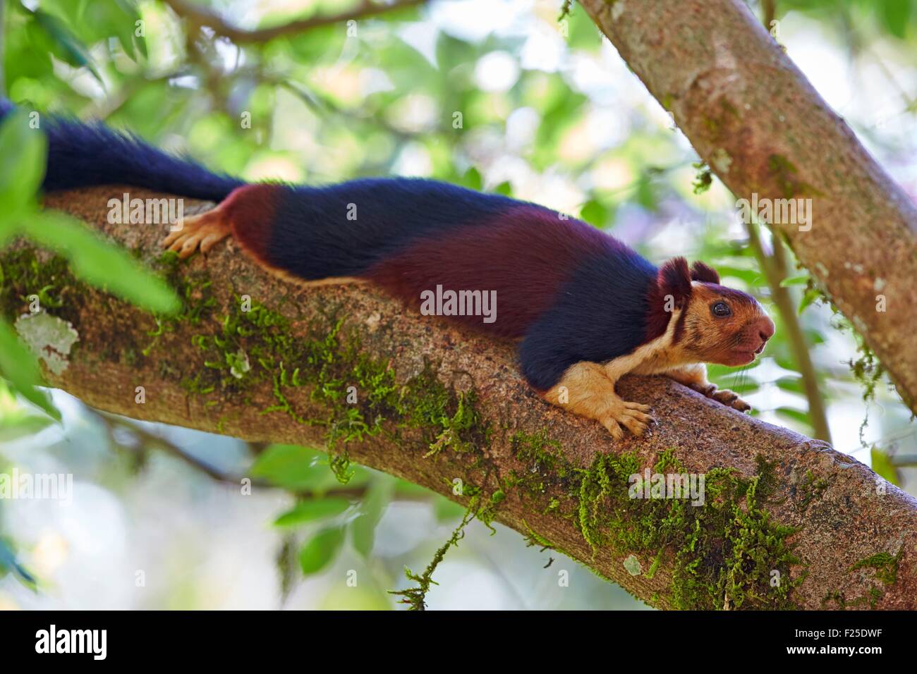Indian giant squirrel hi-res stock photography and images - Alamy