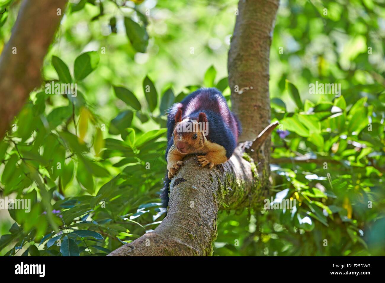 India, Tamil Nadu state, Anaimalai Mountain Range (Nilgiri hills ...