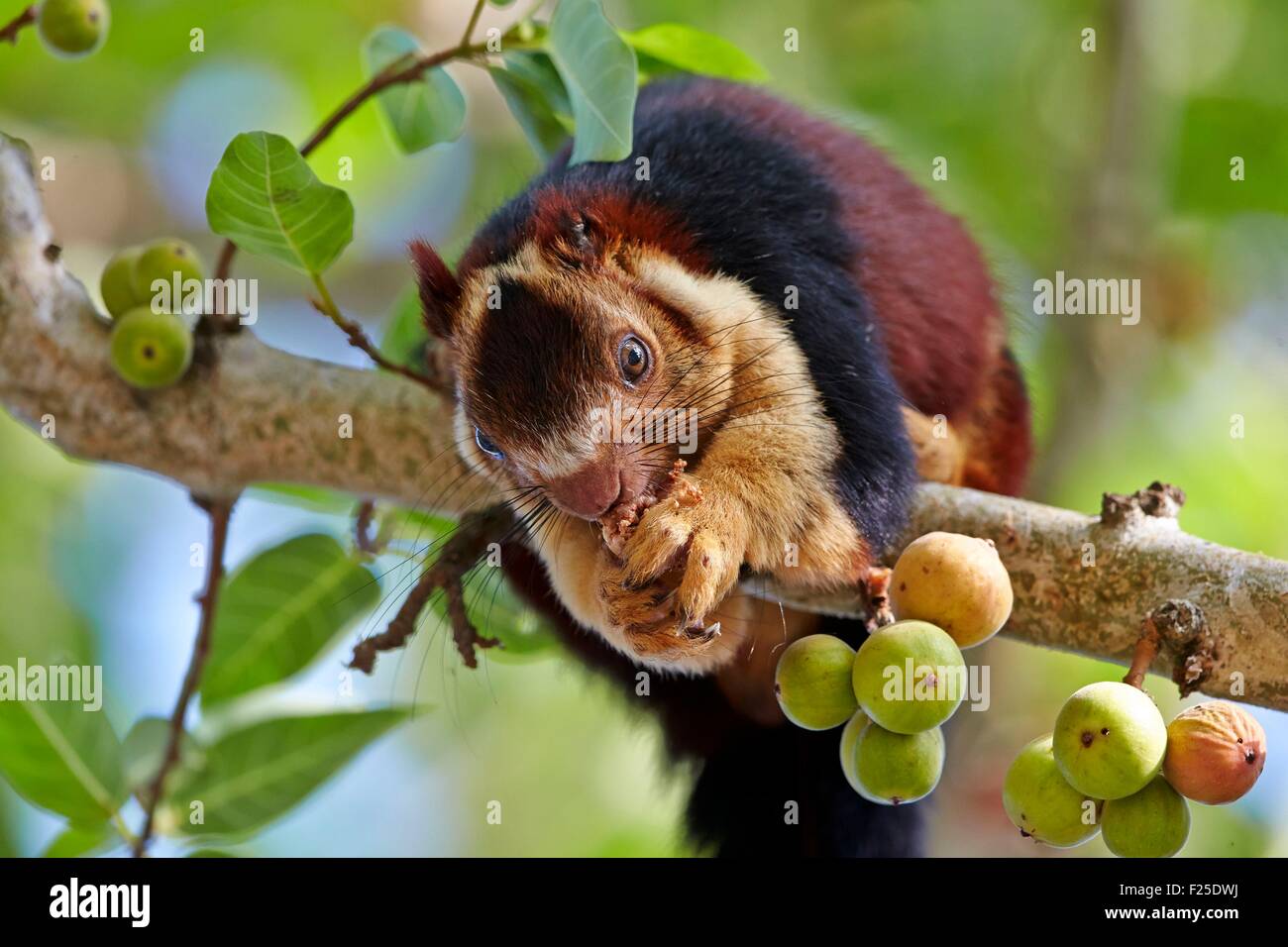India, Tamil Nadu state, Anaimalai Mountain Range (Nilgiri hills ...