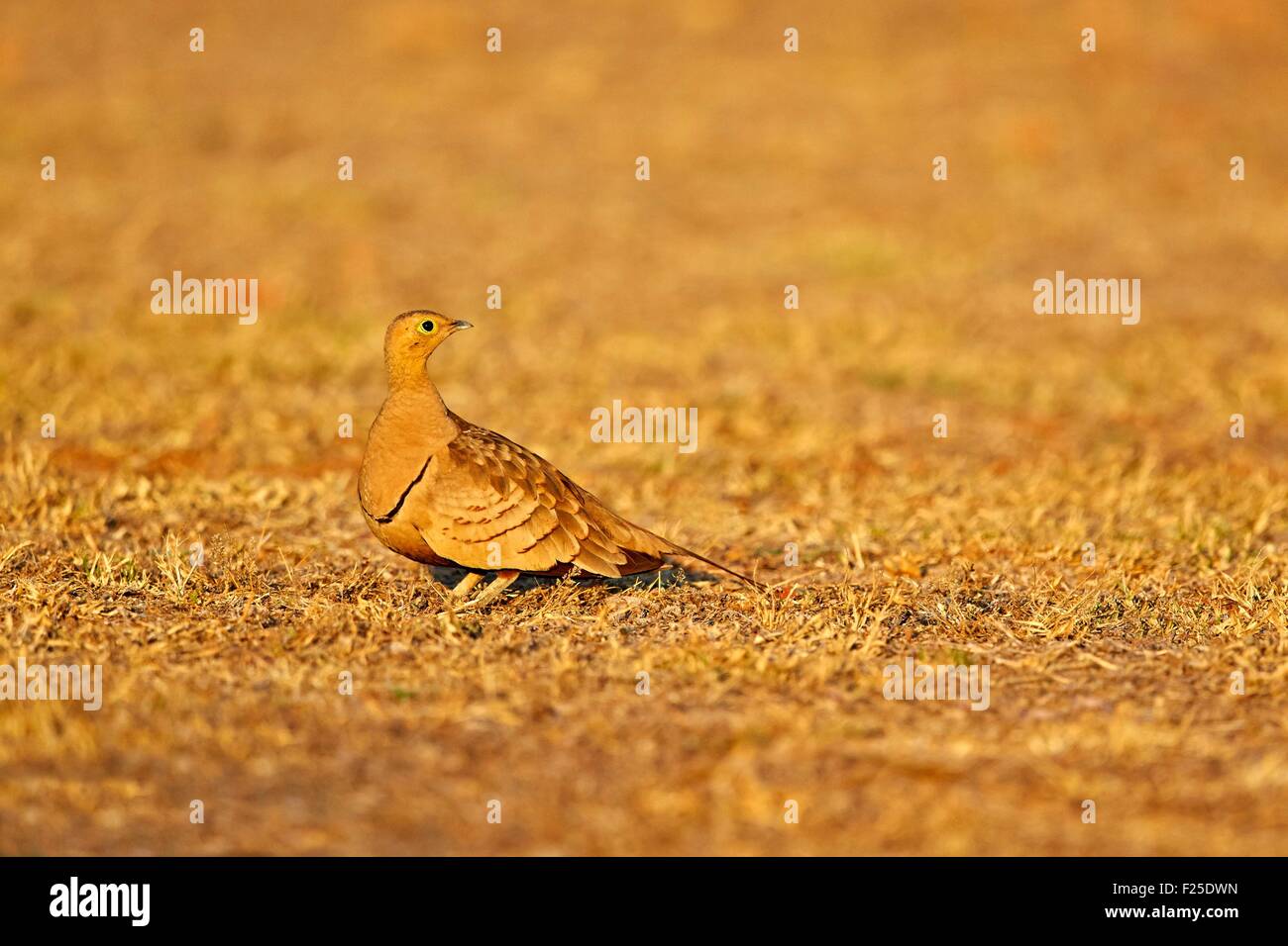 Karnataka state bird hi-res stock photography and images - Alamy