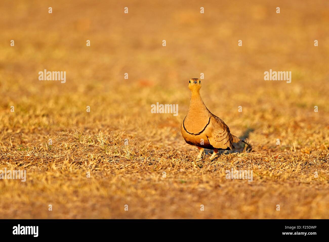Karnataka state bird hi-res stock photography and images - Alamy