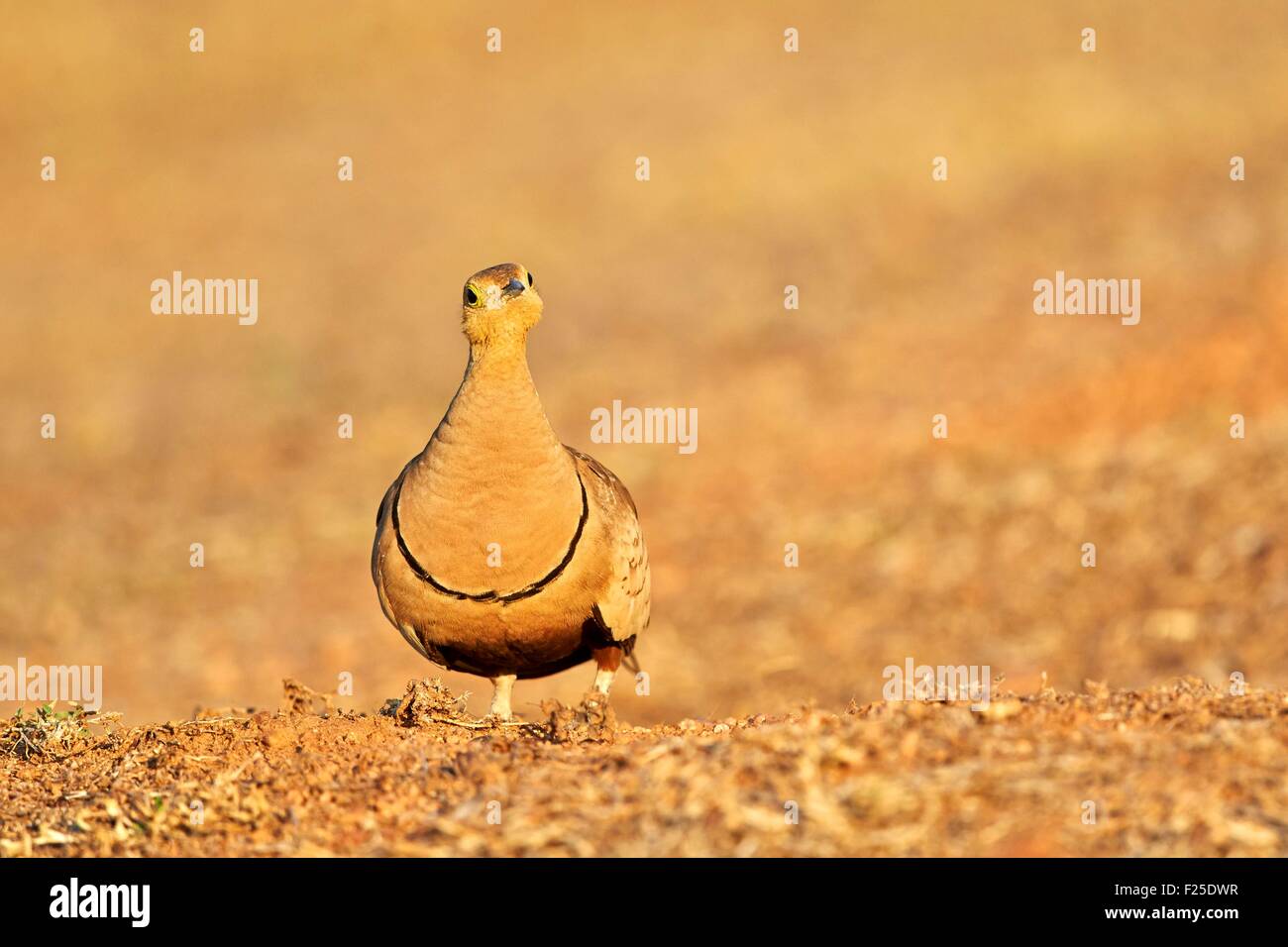 Karnataka state bird hi-res stock photography and images - Alamy