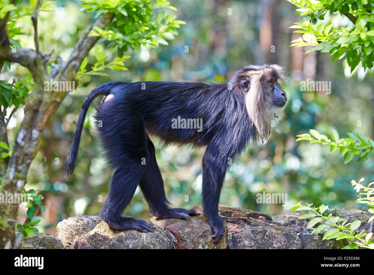India, Tamil Nadu state, Anaimalai Mountain Range (Nilgiri hills), Lion ...