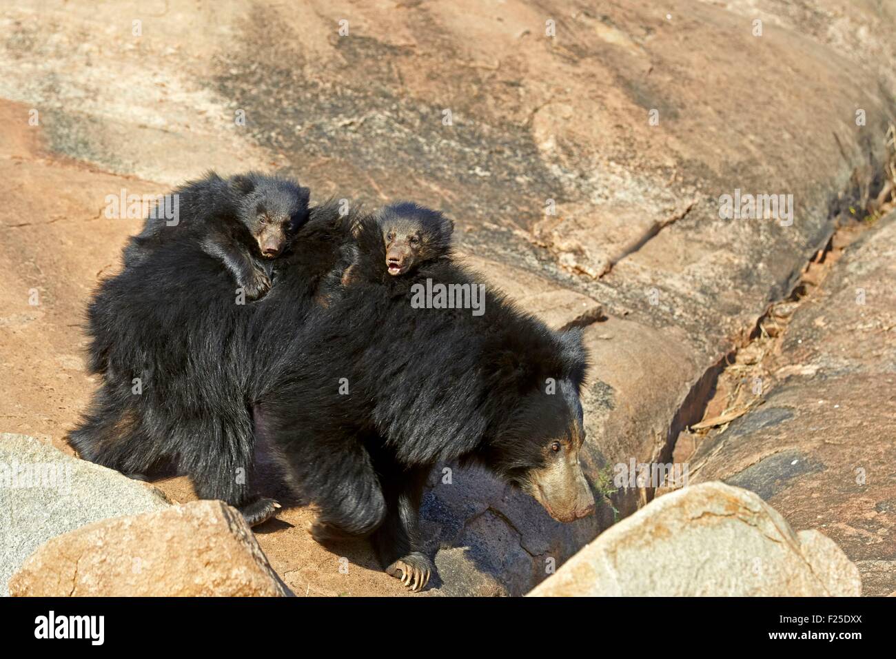 India, Karnataka state, Sandur Mountain Range, Sloth bear (Melursus ...