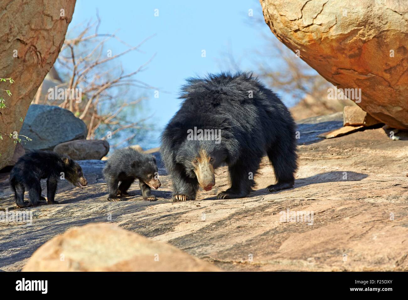 India, Karnataka state, Sandur Mountain Range, Sloth bear (Melursus ...