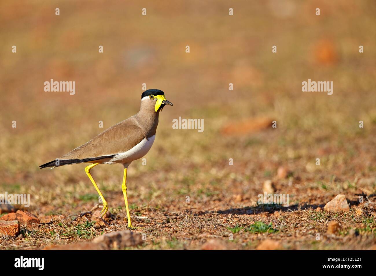 Karnataka state bird hi-res stock photography and images - Alamy