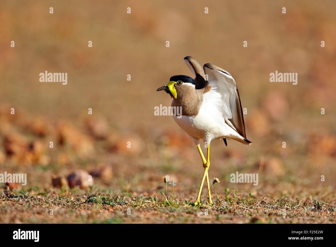 Birds of karnataka hi-res stock photography and images - Alamy