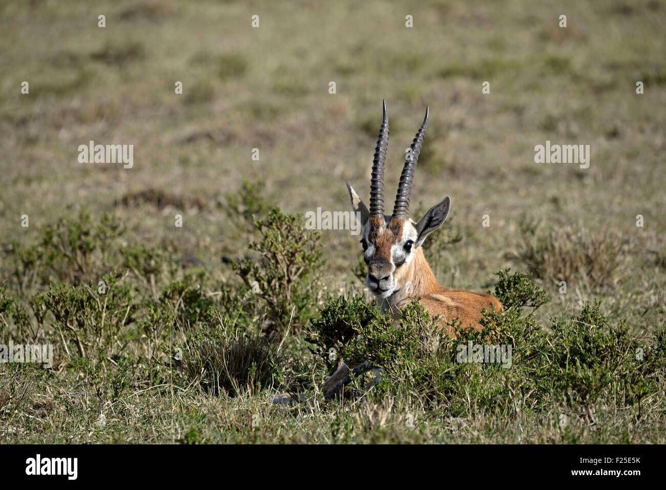 Kenya, Masai Mara Reserve, Thomson's Gazelle (Gazella thomsonii) lying ...