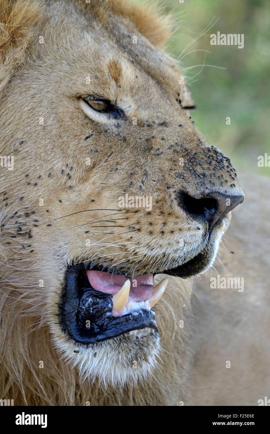 Kenya, Masai Mara Reserve, Lion (Panthera leo), close-up of head ...