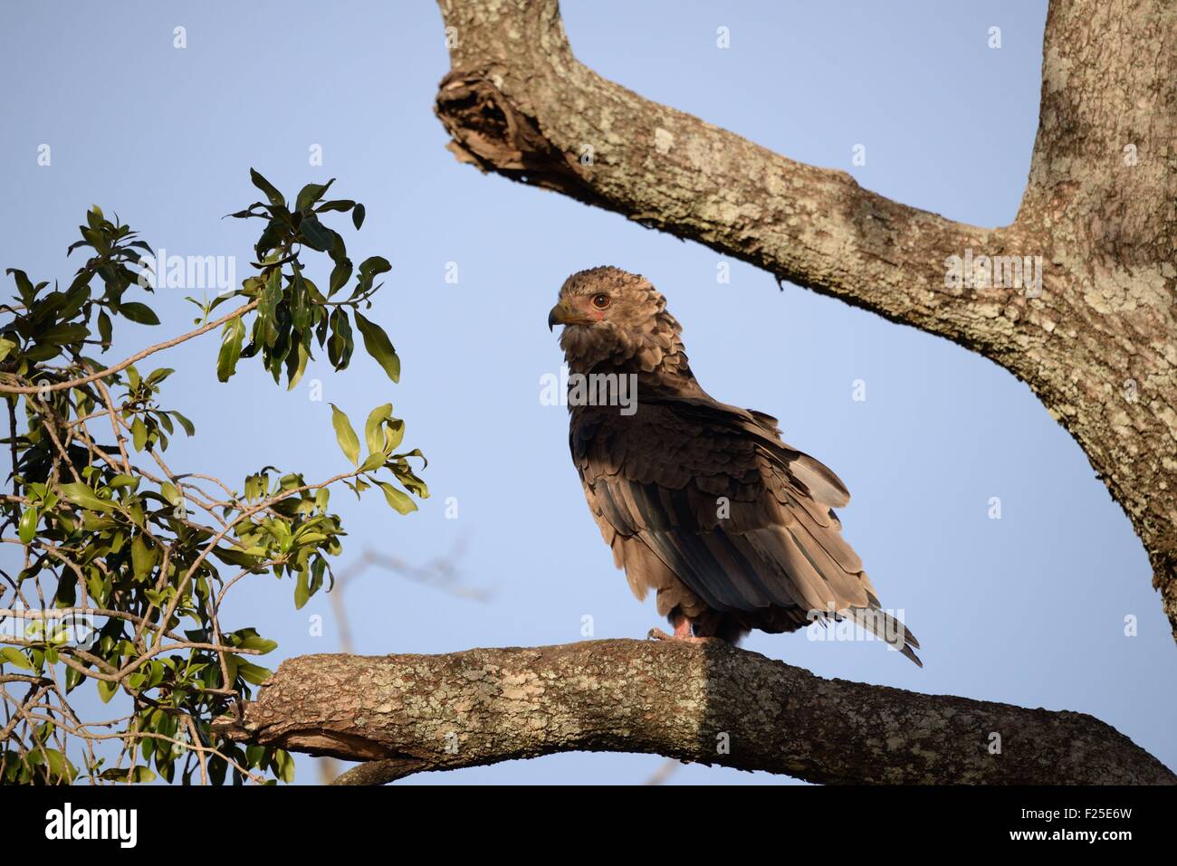 Masai mara bird hi-res stock photography and images - Alamy