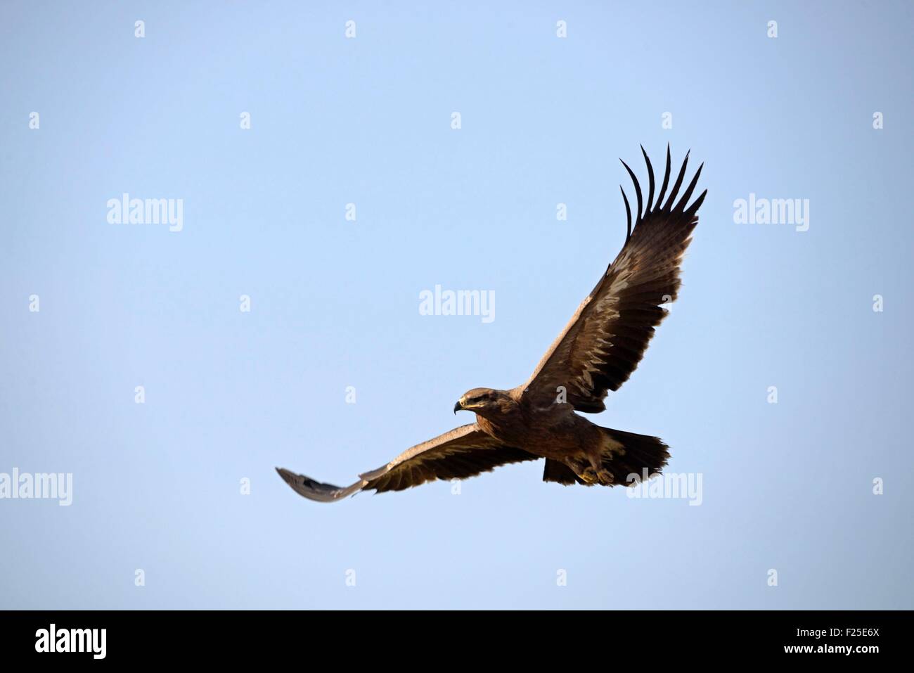 Kenya, Masai Mara Reserve, bird, raptor, Tawny Eagle (Aquila rapax) in ...